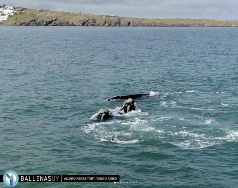 EubalaenaAustralis | https://somospuntaballena-org.github.io/EubalaenaAustralis/